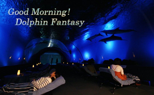 Good Morning! Dolphin Fantasy 2014 | イベントー神奈川